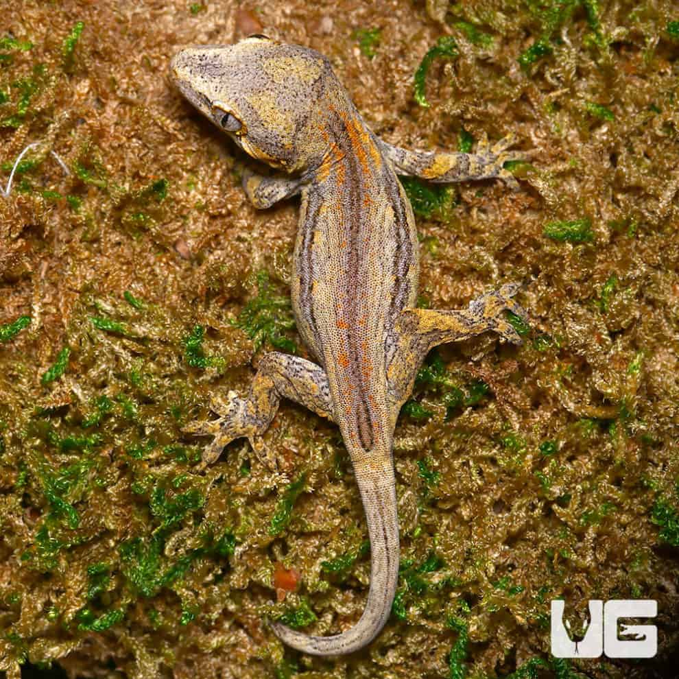 Geckos For Sale - Underground Reptiles