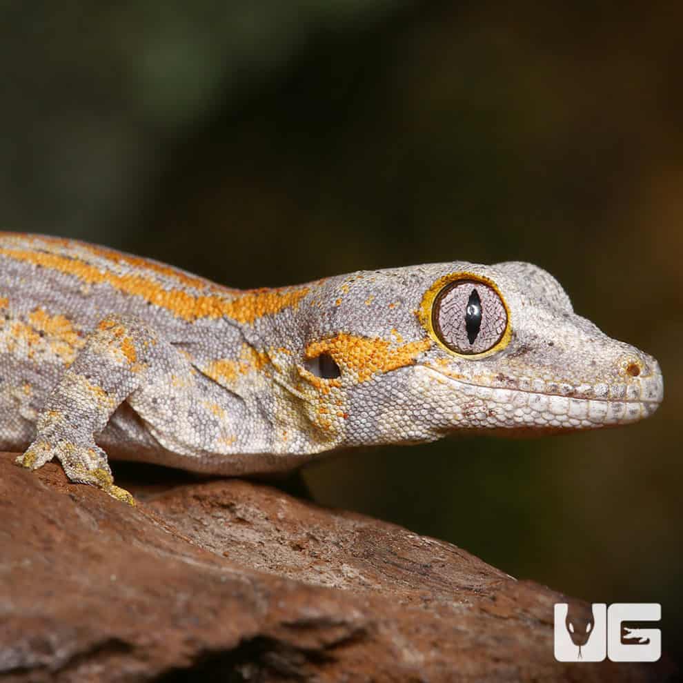 Geckos For Sale - Underground Reptiles