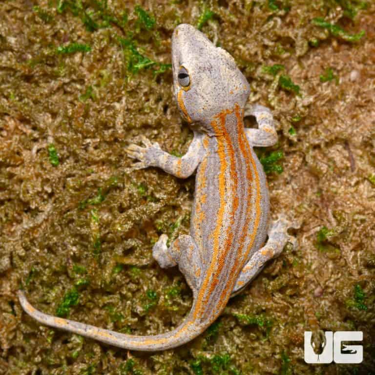 Geckos For Sale - Underground Reptiles