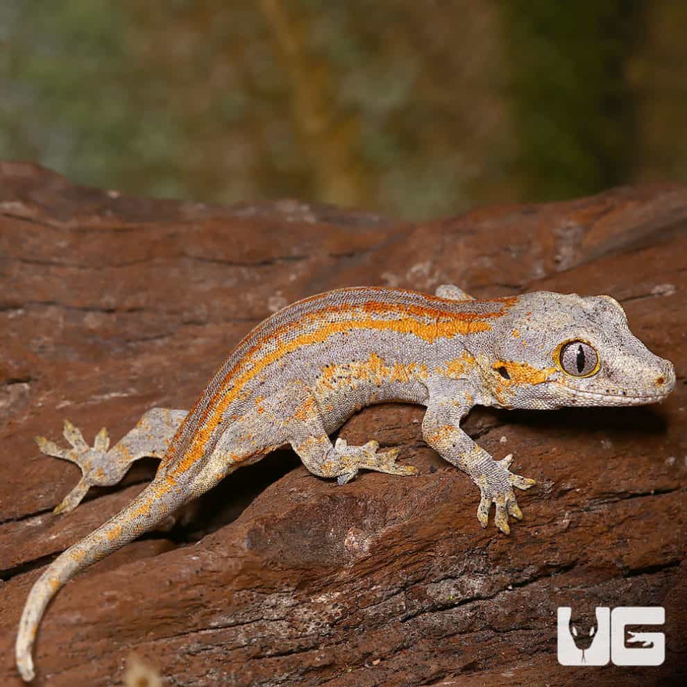 Baby Orange Striped Gargoyle Gecko (Rhacodactylus auriculatus) For Sale ...
