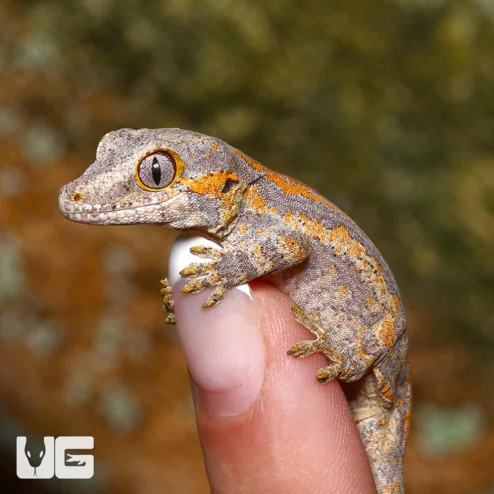 Baby Orange Striped Gargoyle Gecko (Rhacodactylus auriculatus) For Sale ...