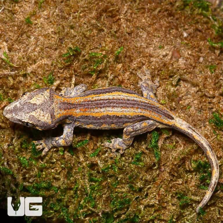 Baby Orange Striped Gargoyle Gecko (Rhacodactylus auriculatus) For Sale ...