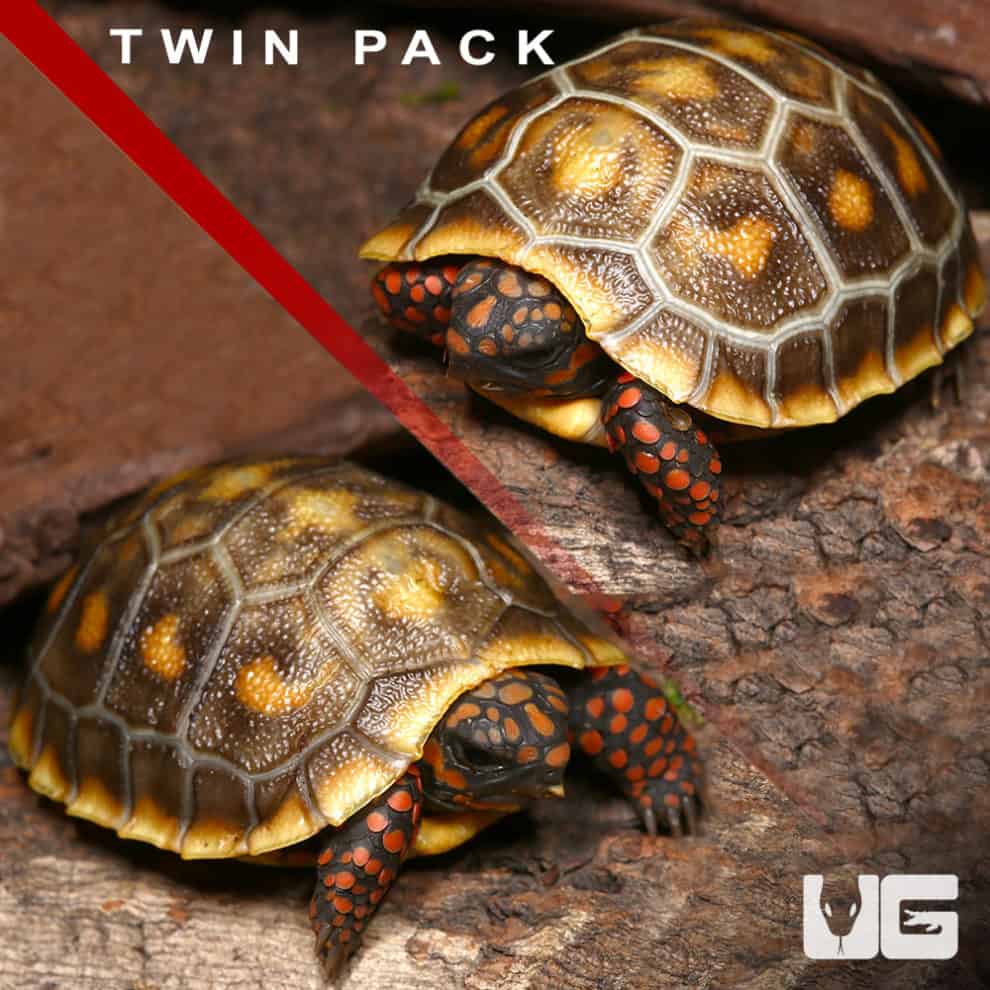 Baby Redfoot Tortoise Twins (Chelonoidis carbonaria) For Sale ...