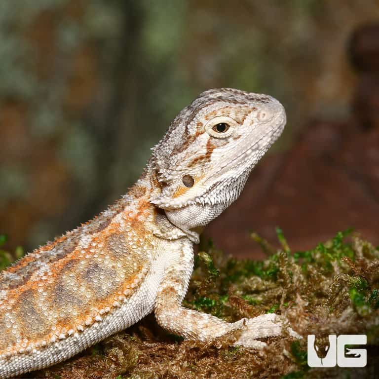 Bearded Dragons For Sale - Underground Reptiles