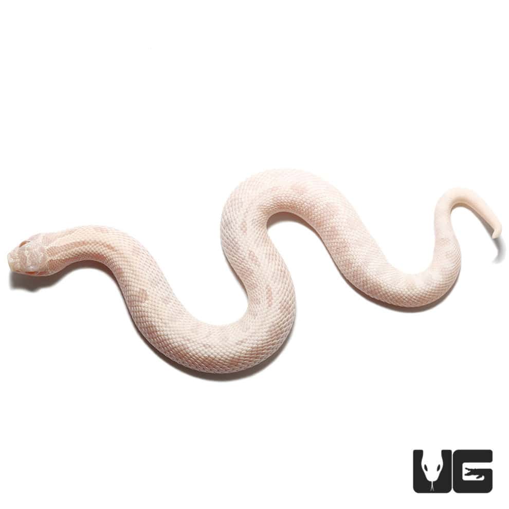 Baby Albino Anaconda Western Hognose Snakes For Sale - Underground Reptiles