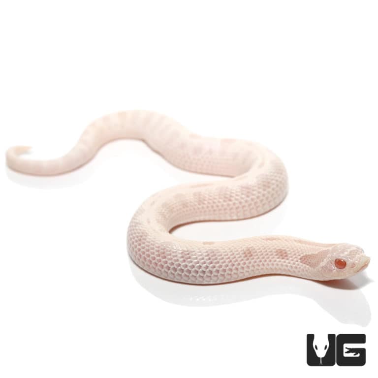 Hognose Snakes For Sale - Underground Reptiles