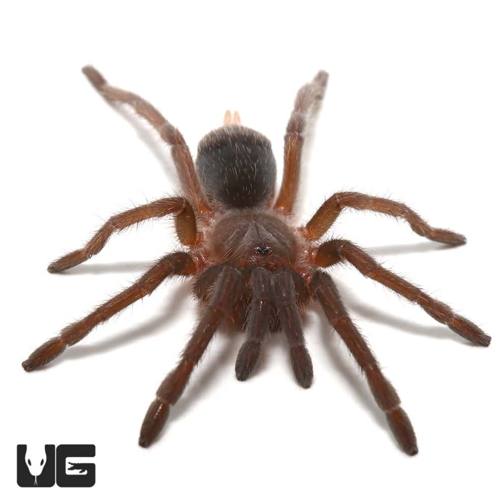Stripe Knee Tarantulas For Sale - Underground Reptiles