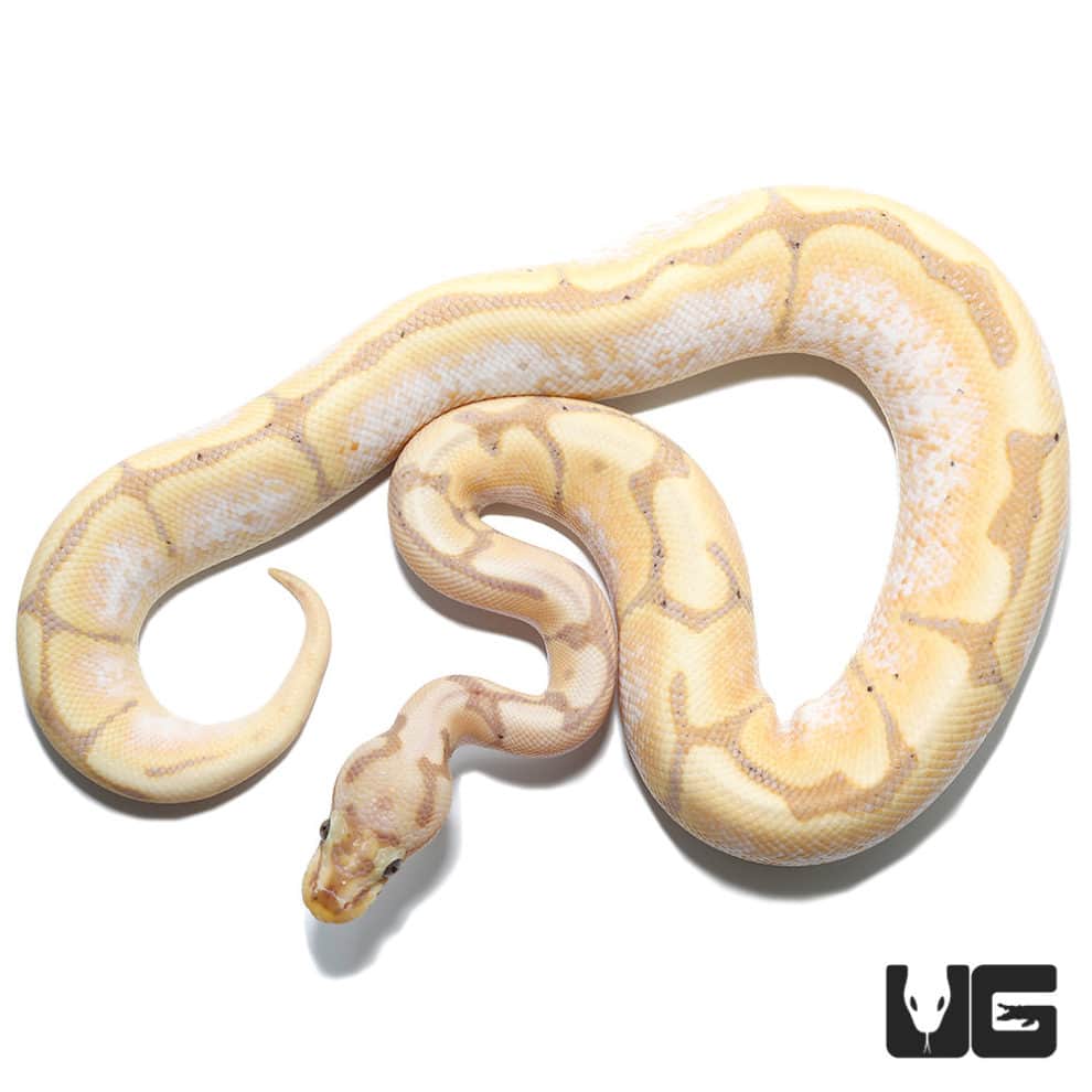 Banana Enchi Spider Yellowbelly Pos Orange Dream Het Pied Hypo Ball ...