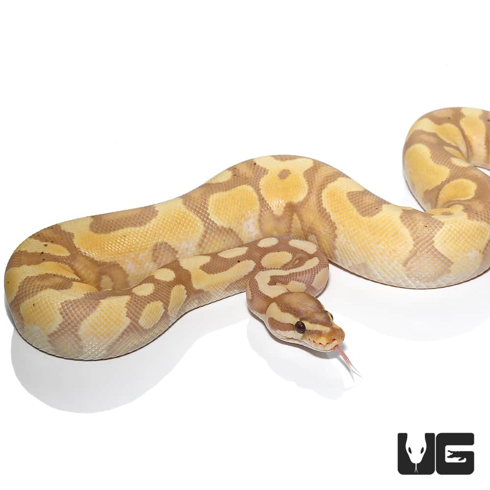 Banana Orange Dream Enchi YB Het Pied Ball Python (Python regius) For Sale - Underground Reptiles