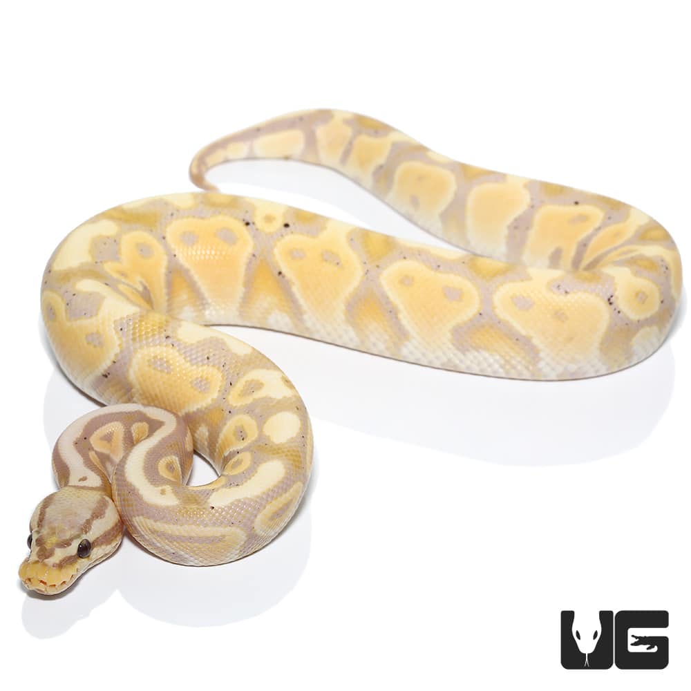 Banana Pastel Het Clown Ball Python (Python regius) For Sale ...