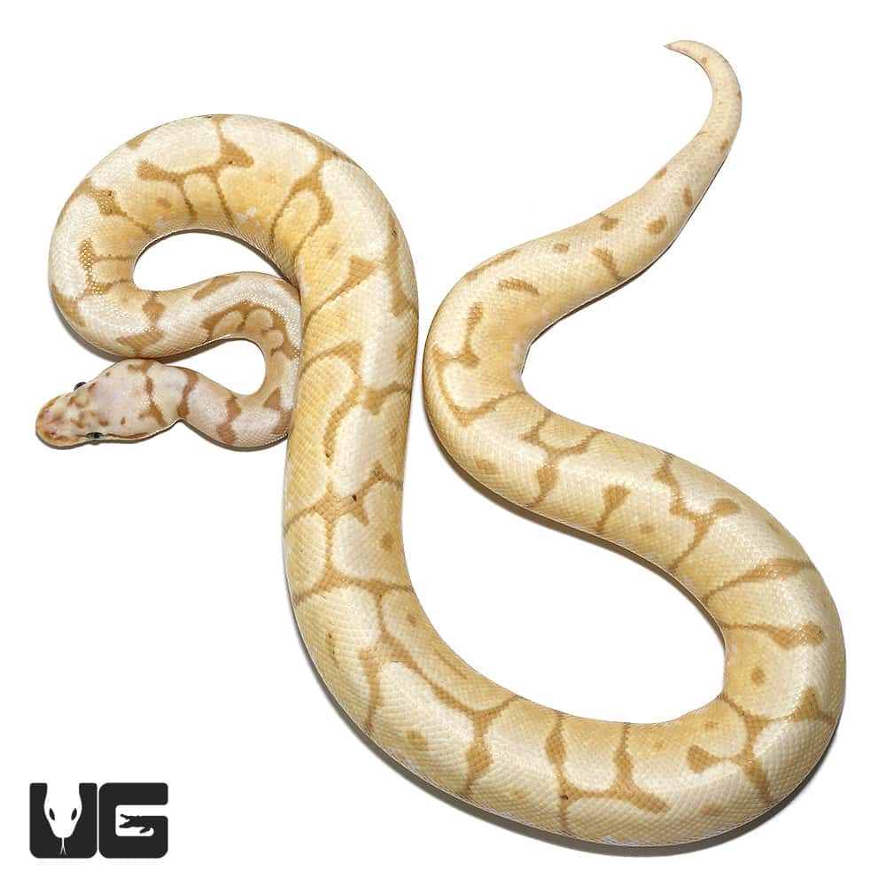 Banana Spider Hypo Pastel Het Clown Ball Python (Python regius) For ...