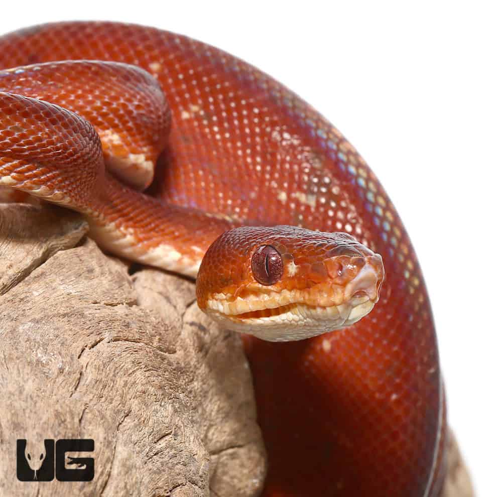 Emerald Tree Boas For Sale - Underground Reptiles