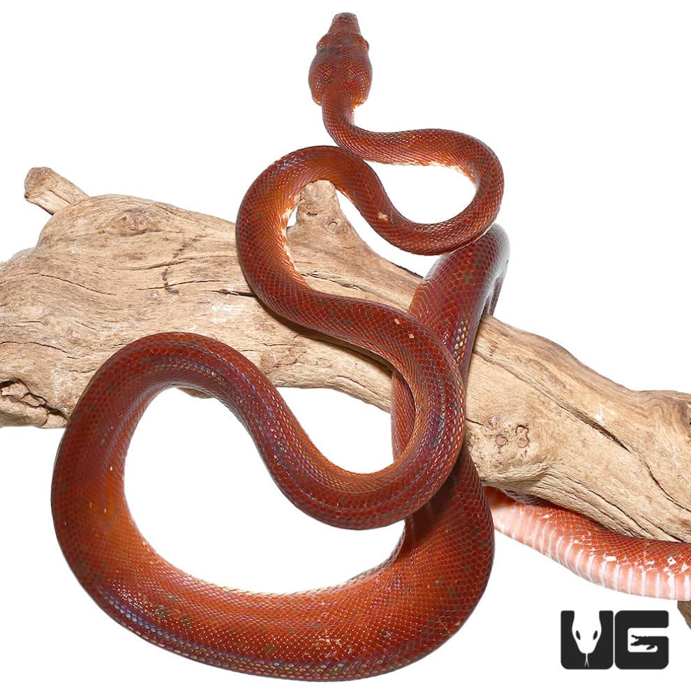 Emerald Tree Boas For Sale - Underground Reptiles
