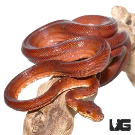Emerald Tree Boas For Sale - Underground Reptiles