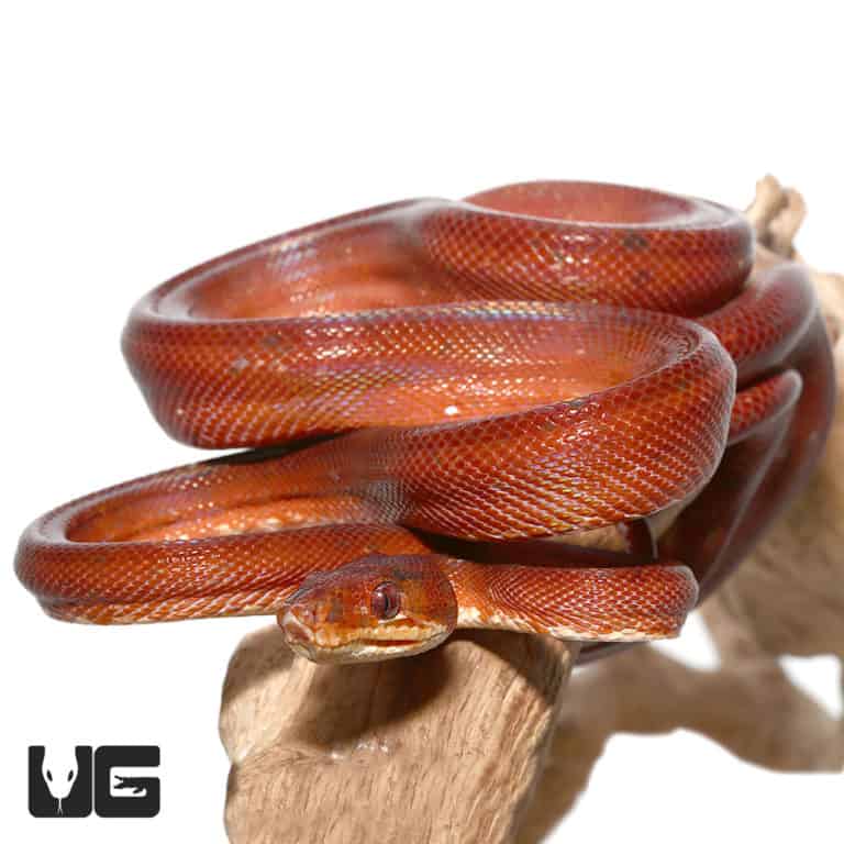 Emerald Tree Boas For Sale - Underground Reptiles