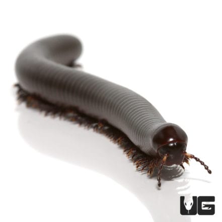 Centipedes, Millipedes and More For Sale - Underground Reptiles