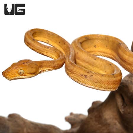 Colored Amazon Tree Boas For Sale - Underground Reptiles