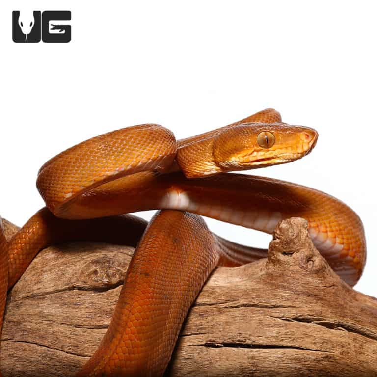 Colored Amazon Tree Boas For Sale - Underground Reptiles