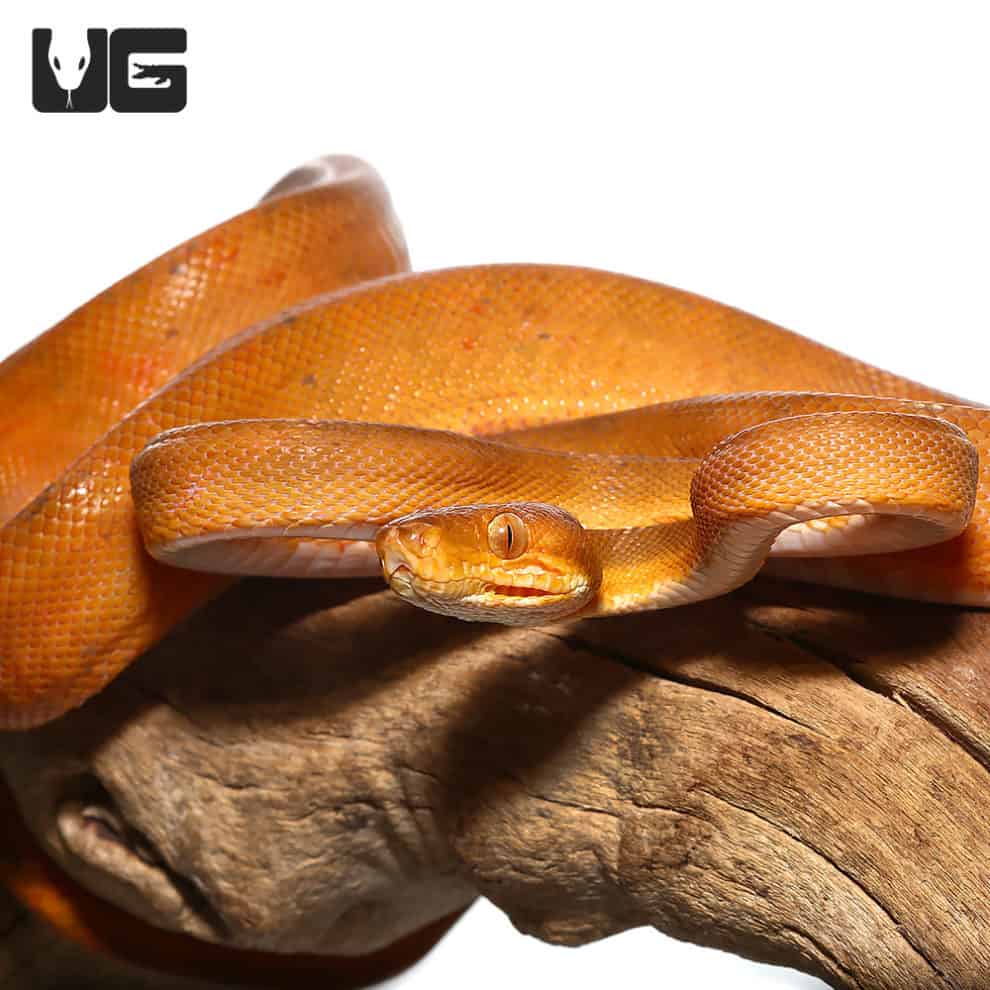 Colored Amazon Tree Boas For Sale - Underground Reptiles