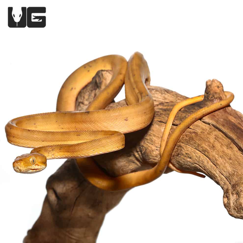 Colored Amazon Tree Boas For Sale - Underground Reptiles