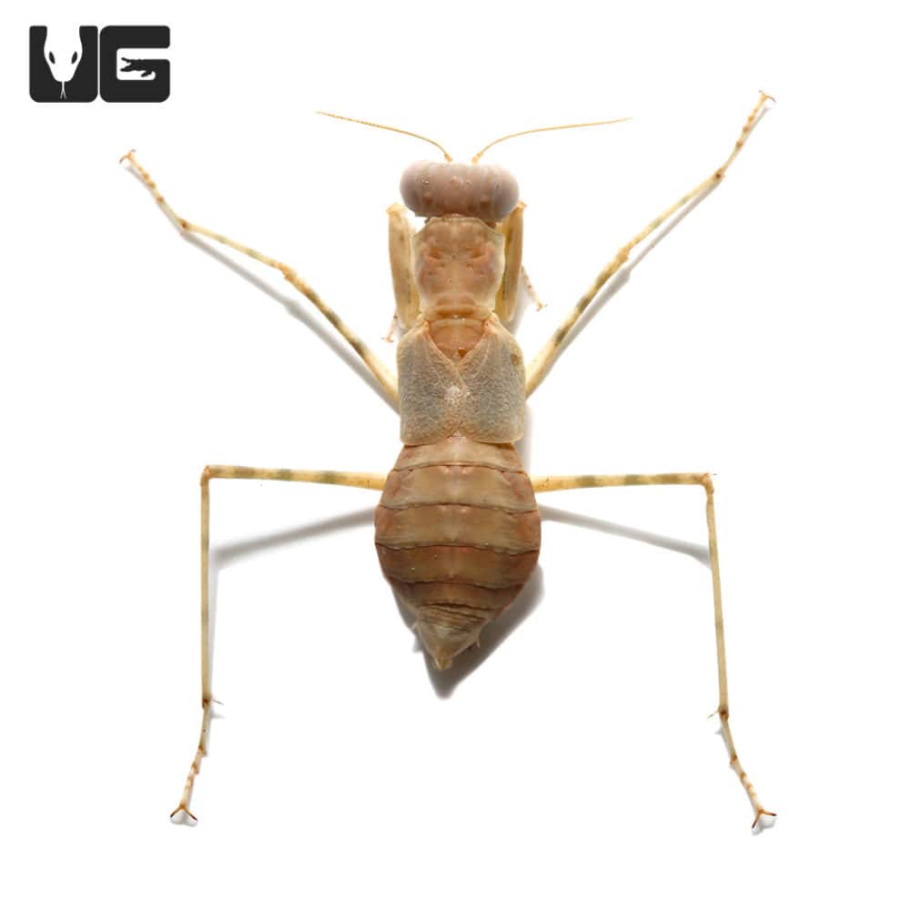 Mantis For Sale - Underground Reptiles
