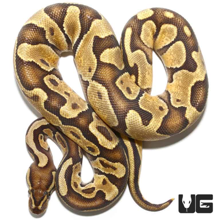 Ball Pythons For Sale - Underground Reptiles