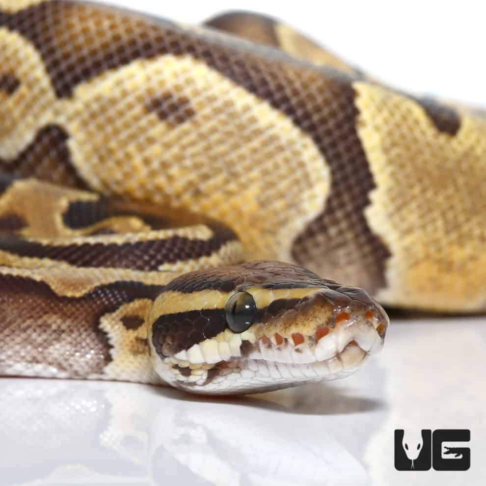 2018 Lavender Albino Spider Ball Python For Sale - Underground Reptiles