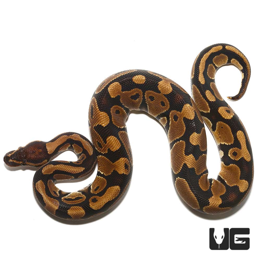 Ball Pythons For Sale - Underground Reptiles