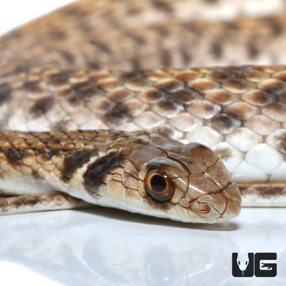 Egyptian False Cobras (Malpolon moilensis) For Sale - Underground Reptiles