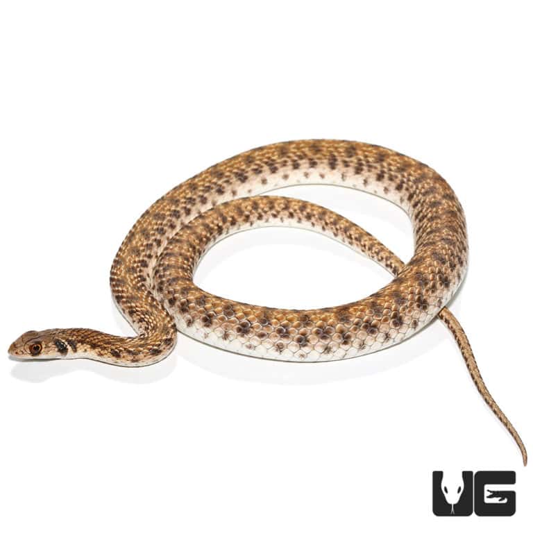 Egyptian False Cobras (Malpolon moilensis) For Sale - Underground Reptiles