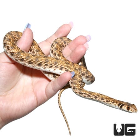 Egyptian False Cobras (Malpolon moilensis) For Sale - Underground Reptiles