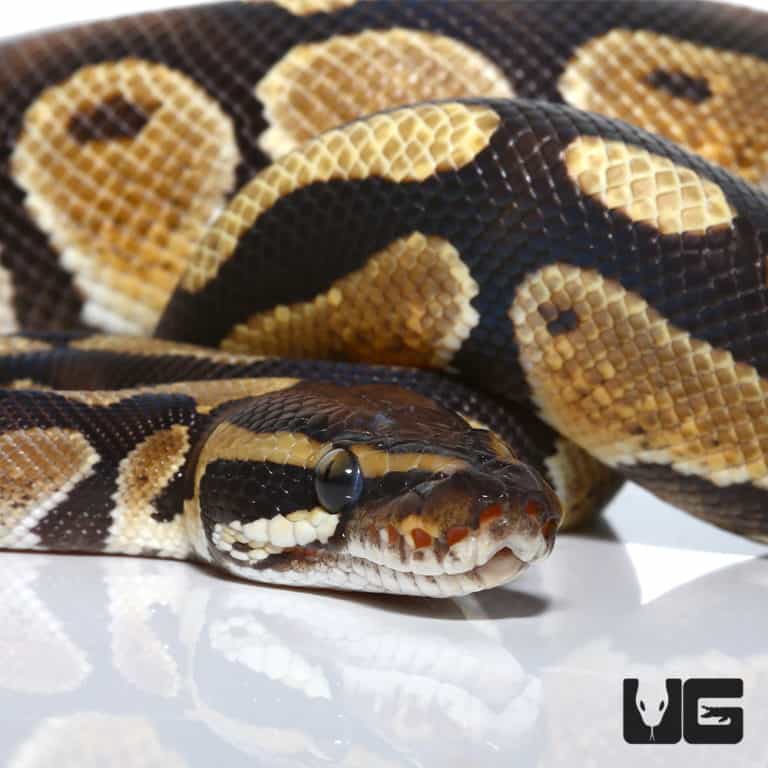 Ball Pythons For Sale - Underground Reptiles