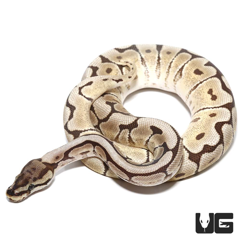 2020 Mojave Spider Het Hypo Ball Python (Python regius) For Sale ...