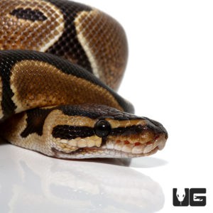 Freedom Dinker Ball Python (Python regius) For Sale - Underground Reptiles