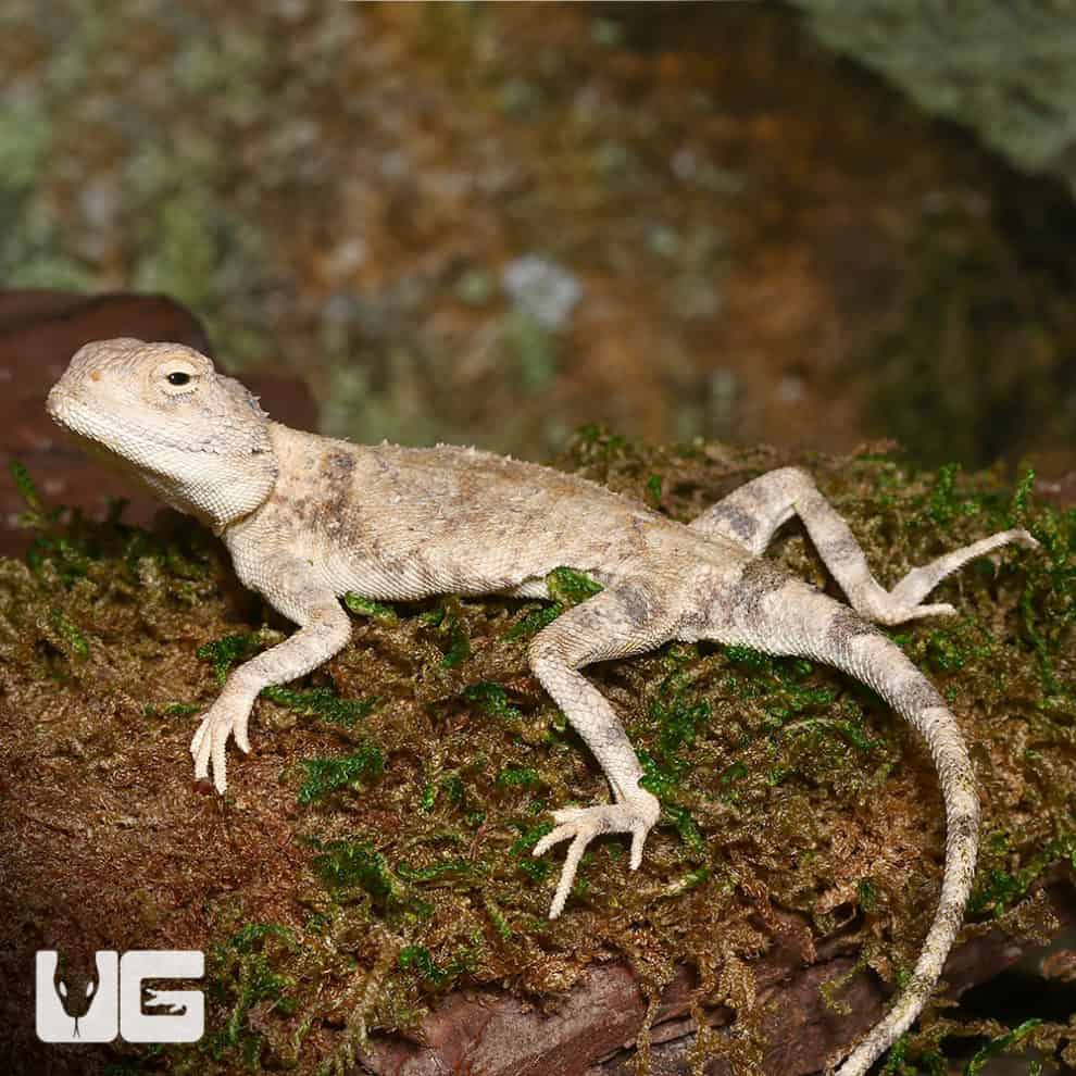 Hartmann's Agama (Agama Hartmanni) For Sale - Underground Reptiles