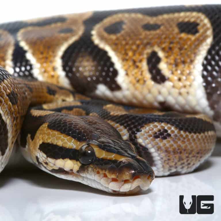 Ball Pythons For Sale - Underground Reptiles