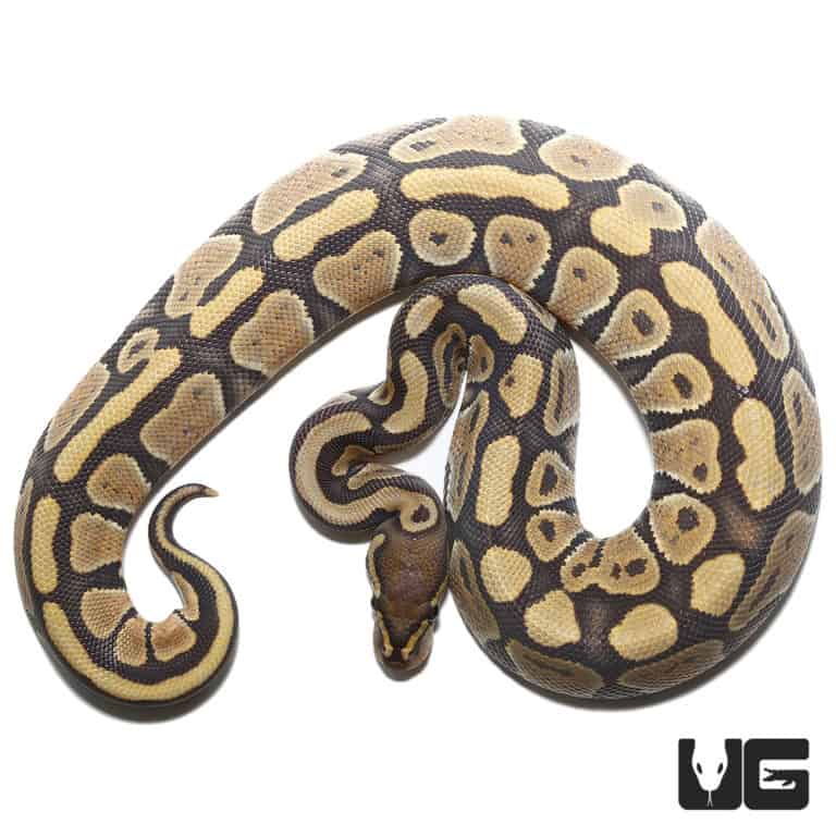 Ball Pythons For Sale - Underground Reptiles
