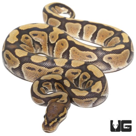 Hypo 66% Het Rainbow Ball Python (Python regius) For Sale - Underground ...