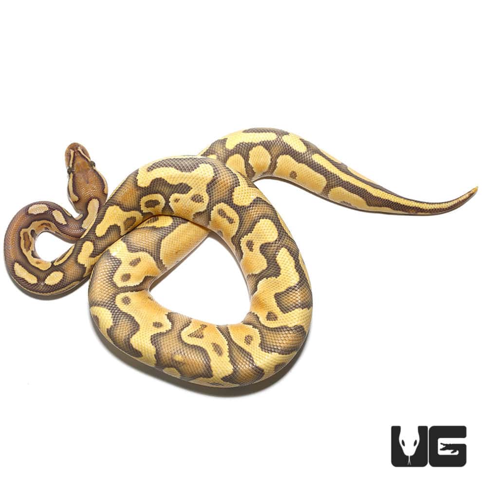 Ball Pythons For Sale - Underground Reptiles