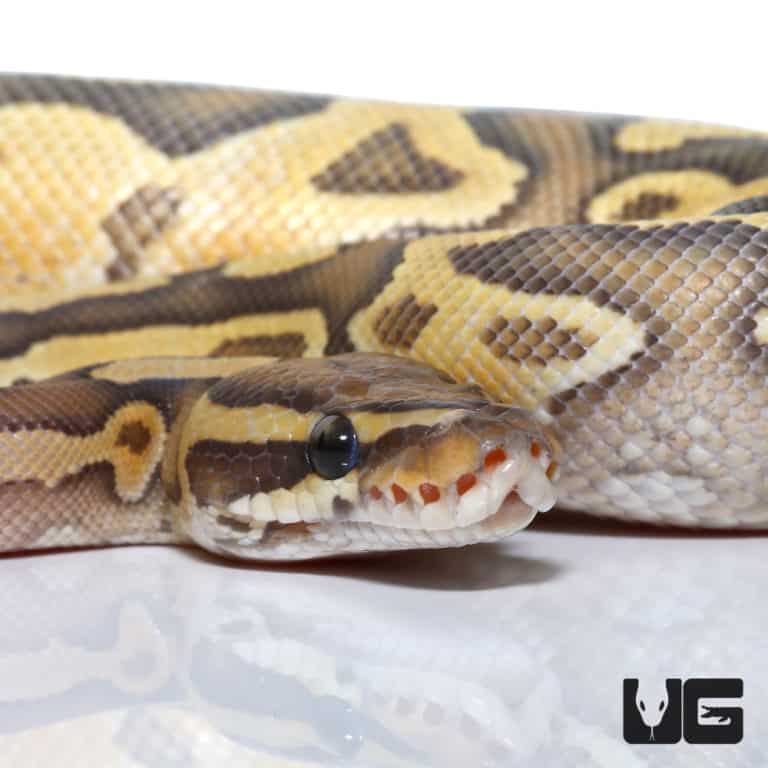 Ball Pythons For Sale - Underground Reptiles