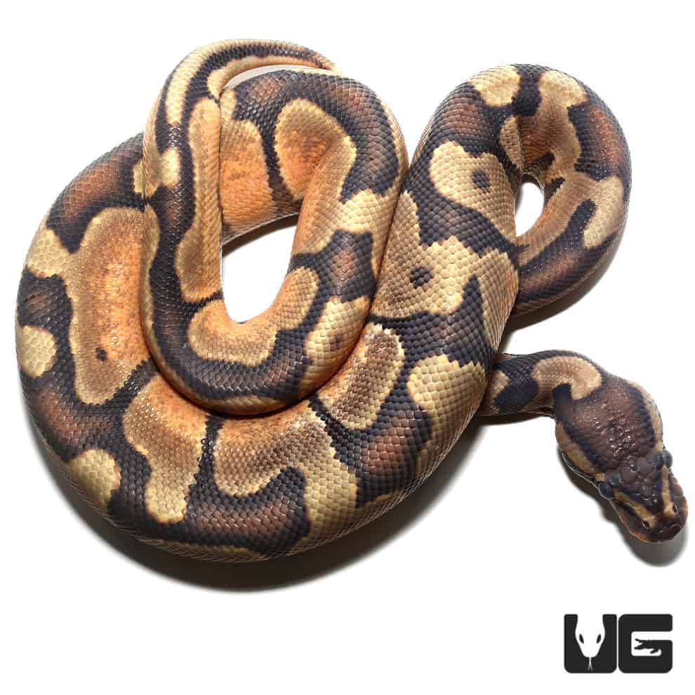 2018 Lavender Albino Spider Ball Python For Sale - Underground Reptiles