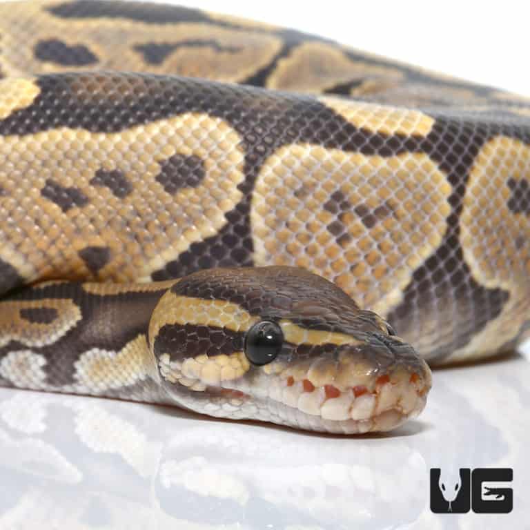 2018 Lavender Albino Spider Ball Python For Sale - Underground Reptiles