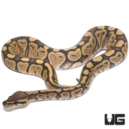 2018 Lavender Albino Spider Ball Python For Sale - Underground Reptiles