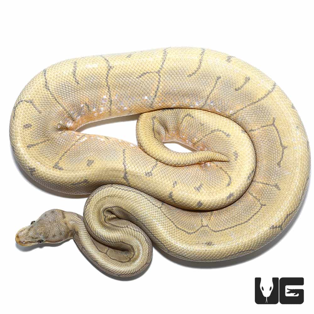 Snakes For Sale - Underground Reptiles