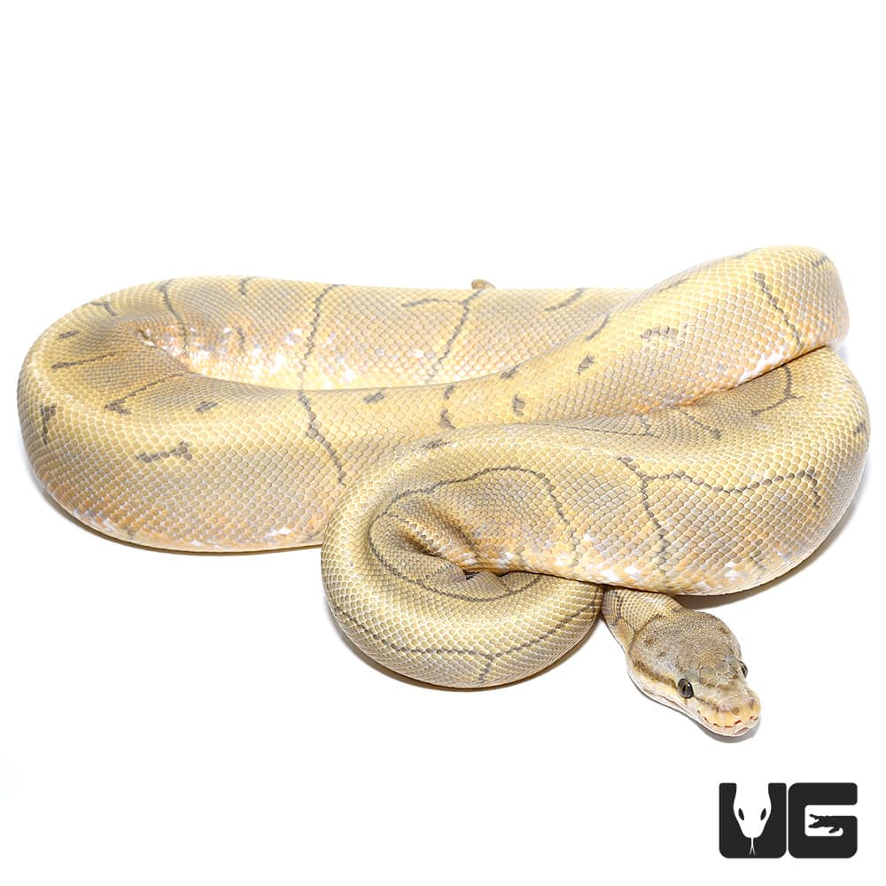 Hypo Spider Caramel Ball Python (Python regius) For Sale - Underground ...