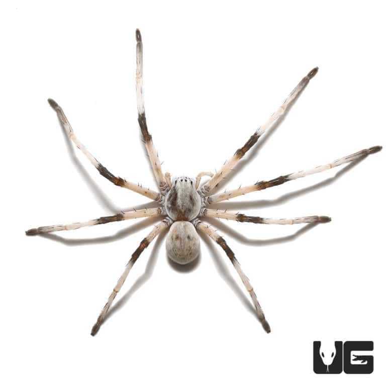 Inverts For Sale - Spiders, Scorpions & More - Underground Reptiles