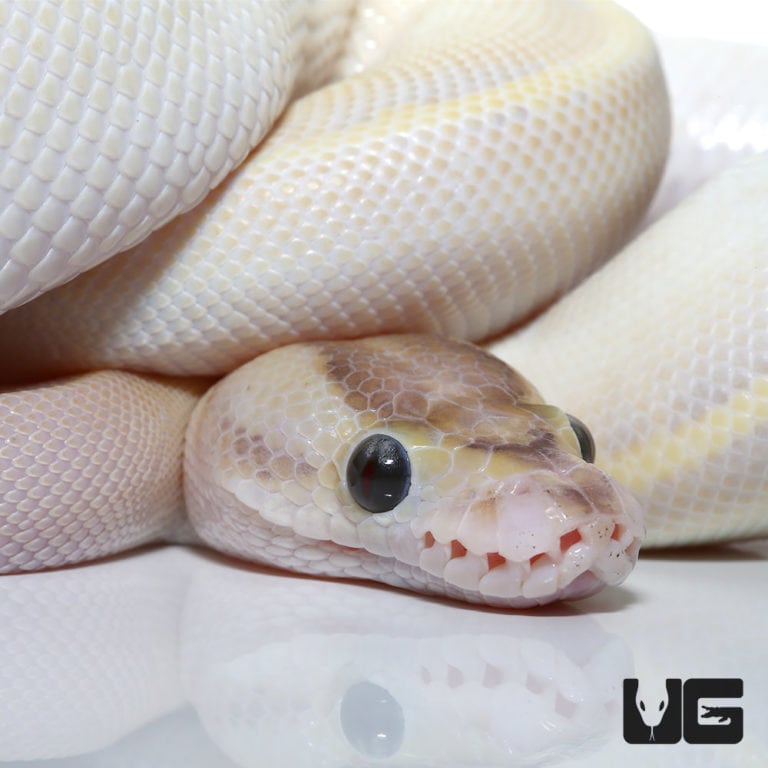 Ball Pythons For Sale - Underground Reptiles