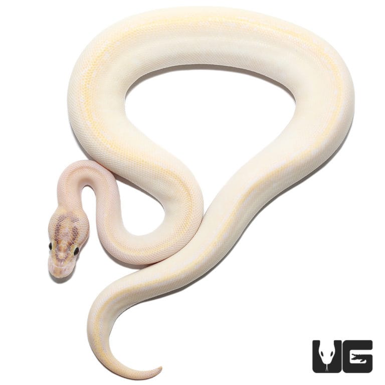 Ball Pythons For Sale - Underground Reptiles