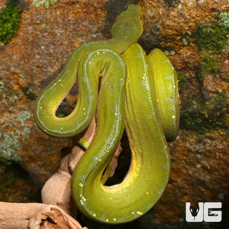 Green Tree Pythons For Sale - Underground Reptiles