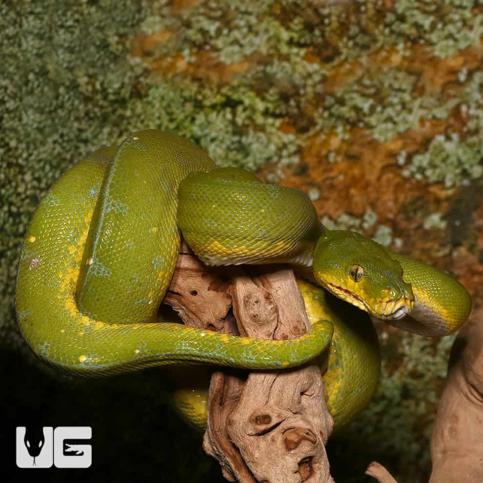 Baby Jayapura Green Tree Python For Sale - Underground Reptiles